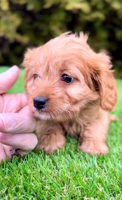 Cavapoo- kavapoo (cavalier+toy pudla)