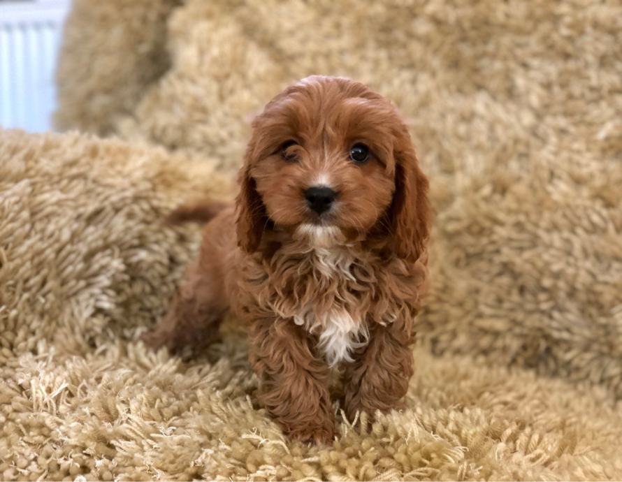 Cavapoo mladički