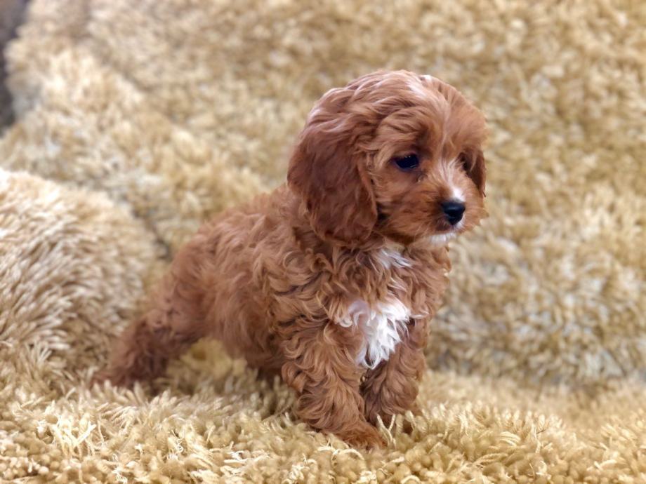 Cavapoo mladički