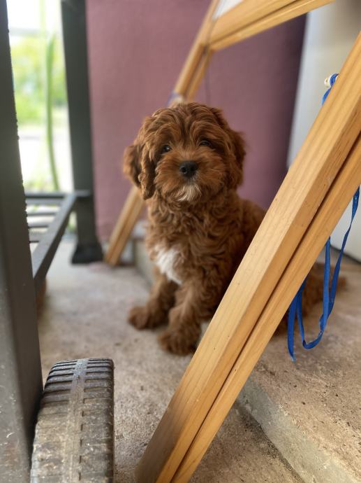 CAVAPOO moški mladiček