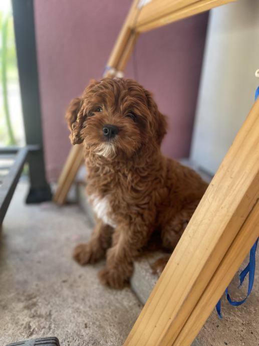 CAVAPOO moški mladiček