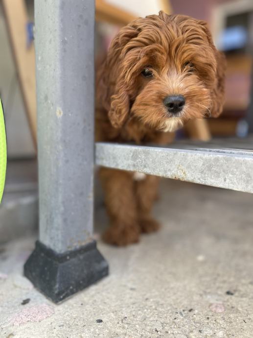 CAVAPOO moški mladiček