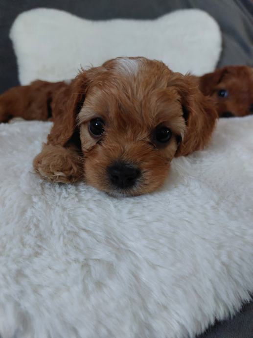 CAVAPOO MLADIČKI(Cavalir King Charles & toy pudl)