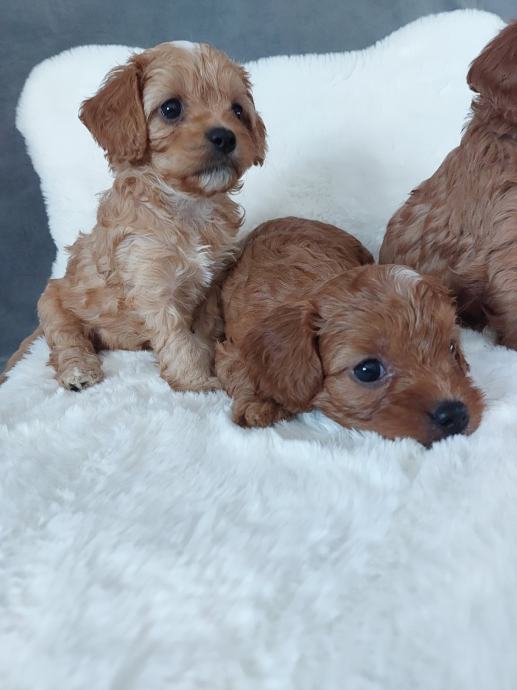 CAVAPOO MLADIČKI(Cavalir King Charles & toy pudl)
