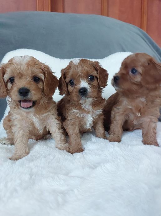 CAVAPOO MLADIČKI(Cavalir King Charles & toy pudl)
