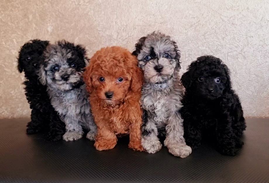F2b CAVAPOO MLADIČKI