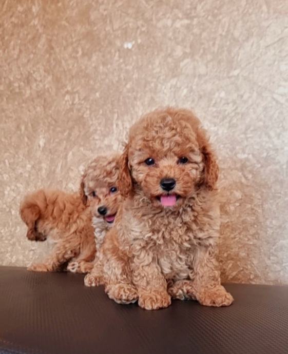 F2b CAVAPOO MLADIČKI