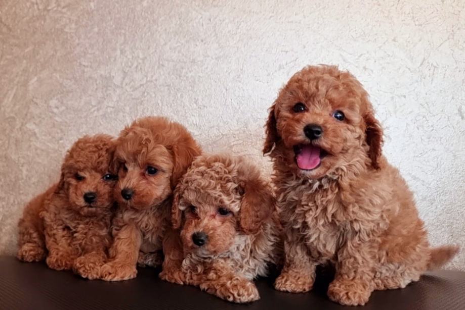 F2b CAVAPOO MLADIČKI