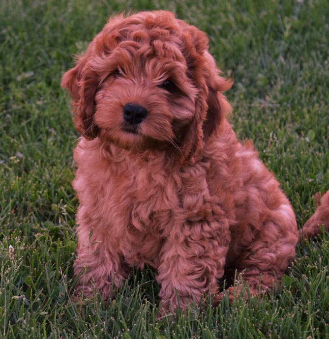 Cavapoo mladicki Slovensko leglo