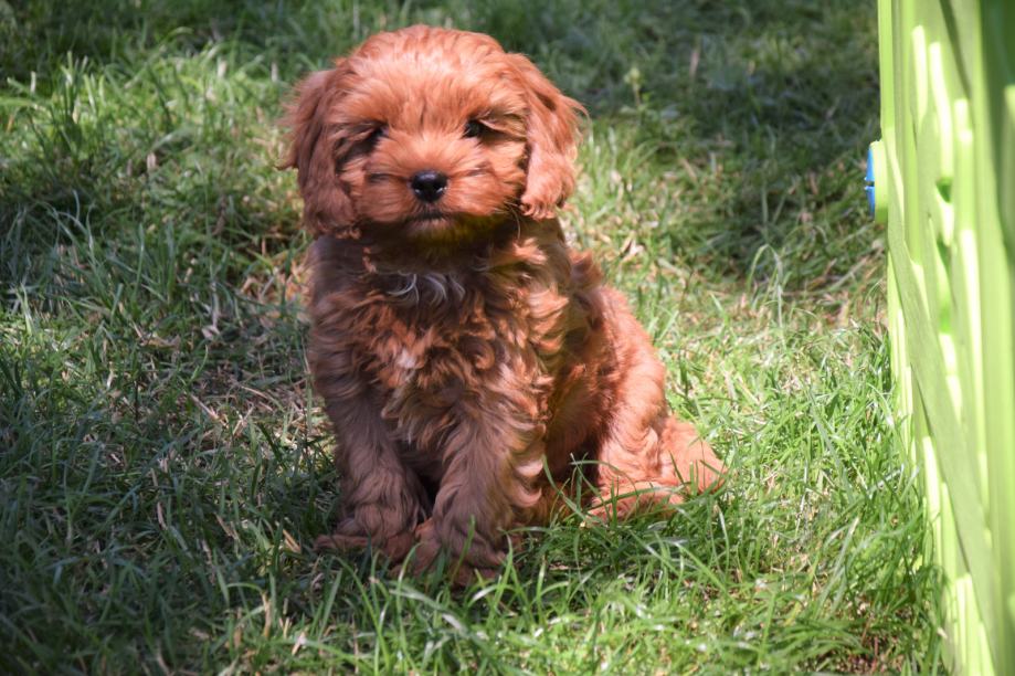 Cavapoo mladicki Slovensko leglo