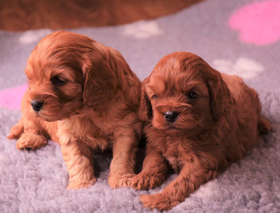 Cavapoo mladicki Slovensko leglo