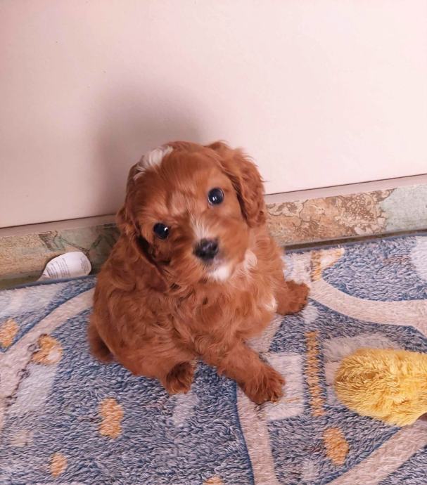 Cavapoo mladicki Slovensko leglo