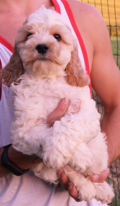 Cavapoo mladicki Slovensko leglo