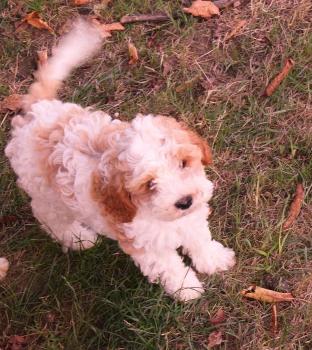 Cavapoo mladicki Slovensko leglo
