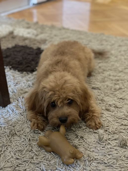 Cavapoo mladički