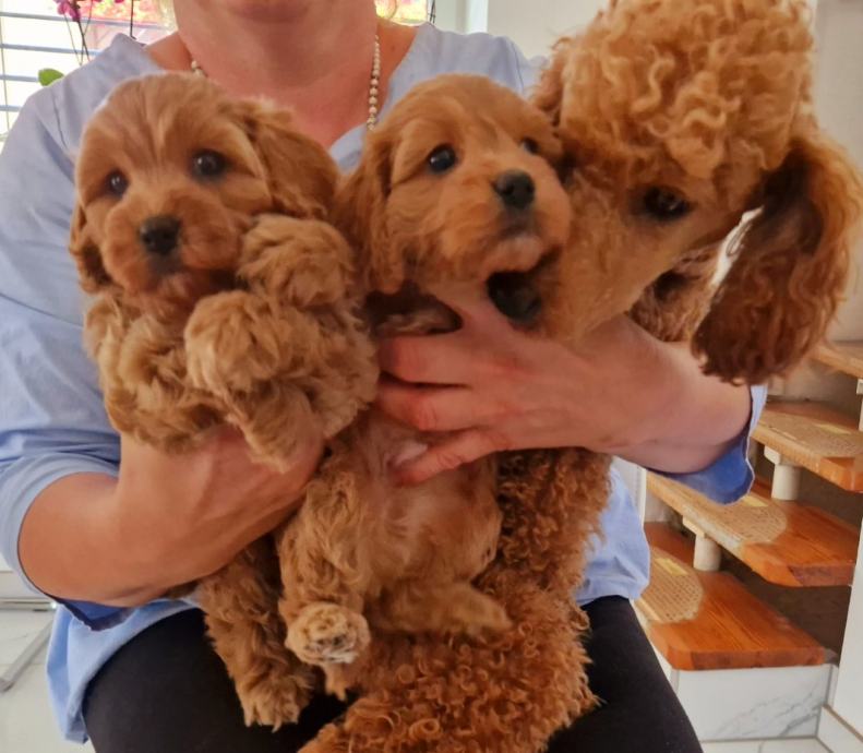 CAVAPOO mladički - Slovensko leglo