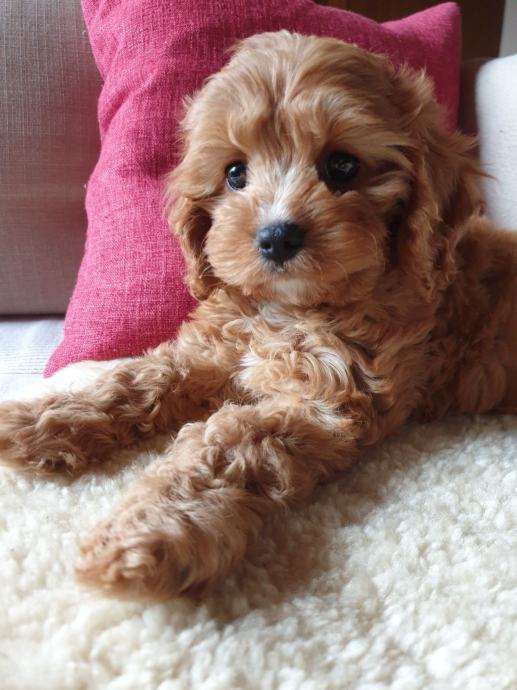 CAVAPOO mladički - Slovensko leglo