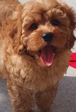 CAVAPOO mladički - Slovensko leglo