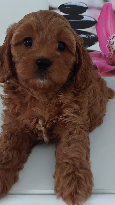 CAVAPOO mladički-slovensko leglo