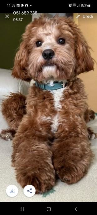 CAVAPOO mladički-slovensko leglo