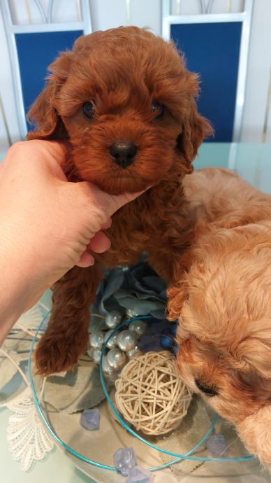 CAVAPOO mladički-slovensko leglo