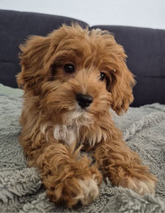 Cavapoo psička (5 mes.) in pes (6.mes)