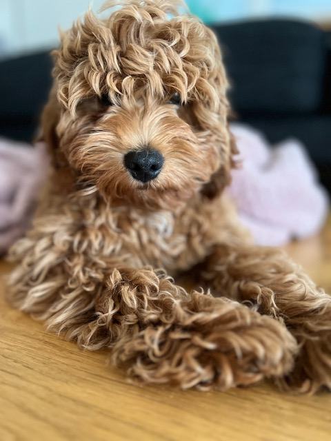 Cavapoo mladiček star 6 mesecev