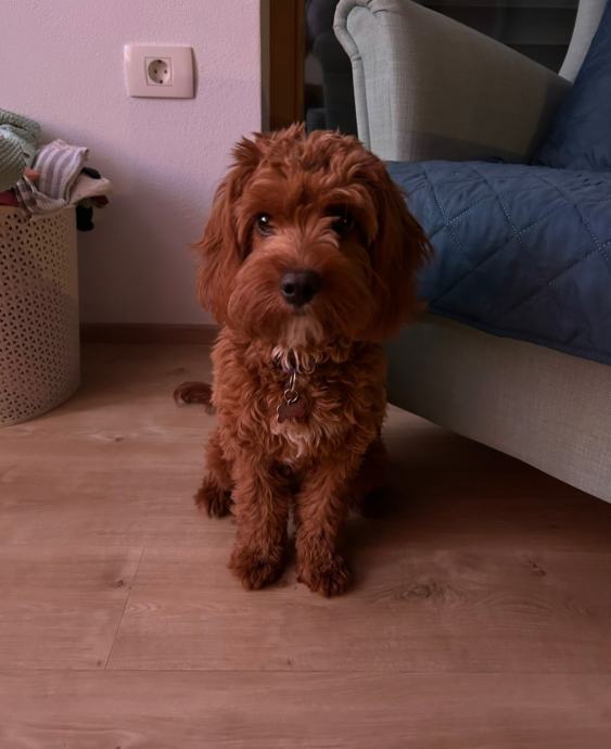 Cavapoo