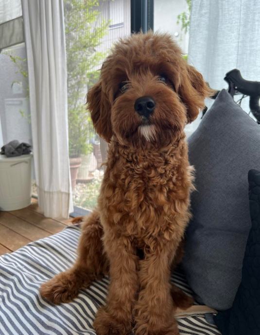 Cavapoo