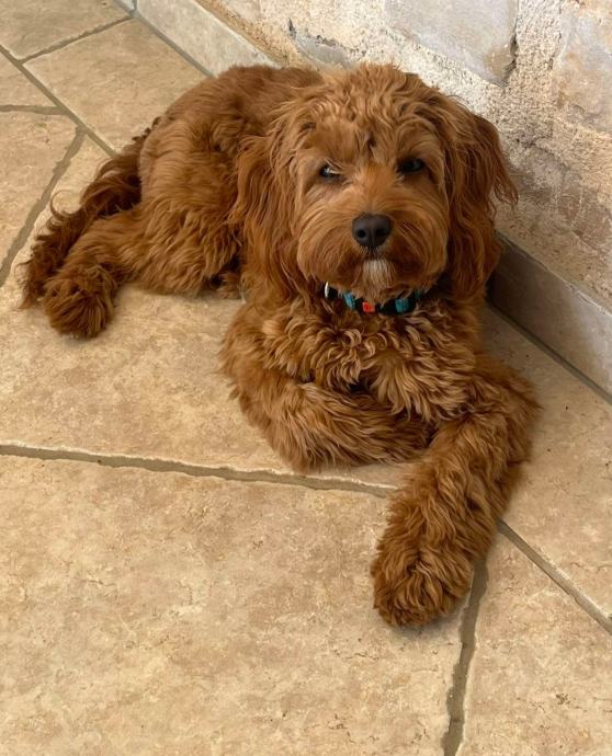 Cavapoo