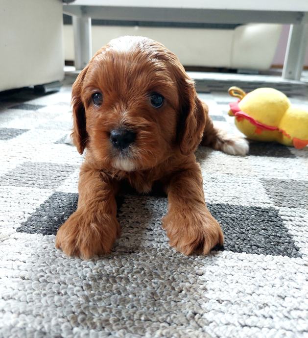Cavapoo