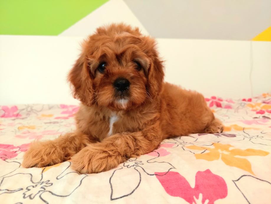 Cavapoo