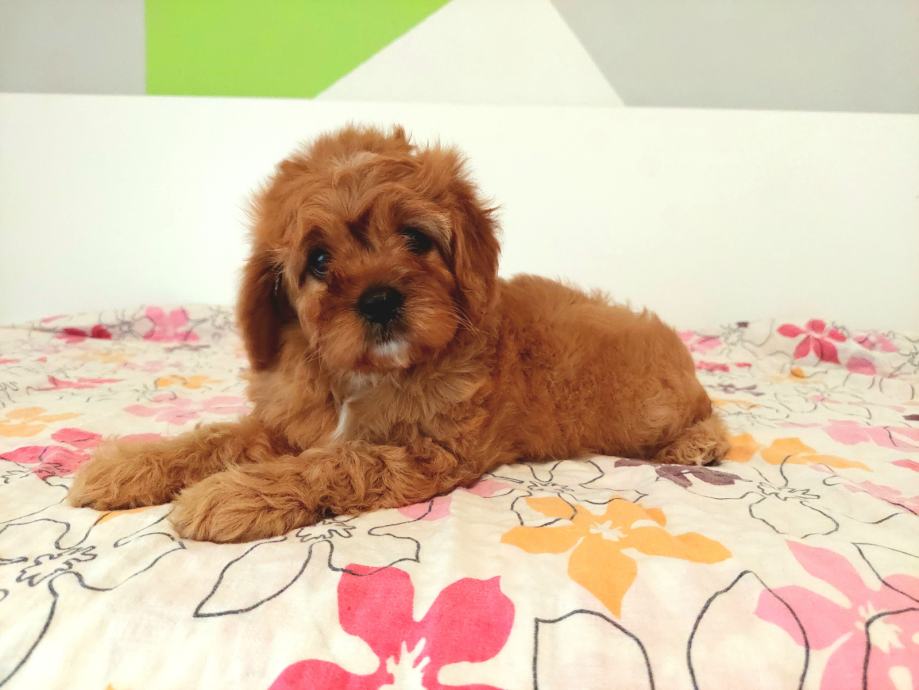 Cavapoo