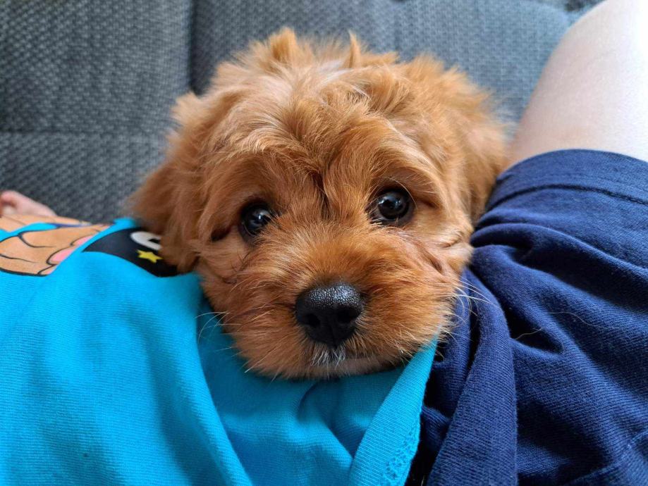 Cavapoo