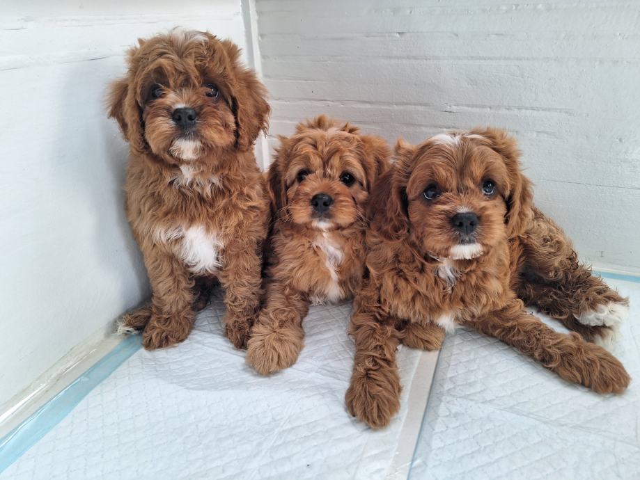 Cavapoo