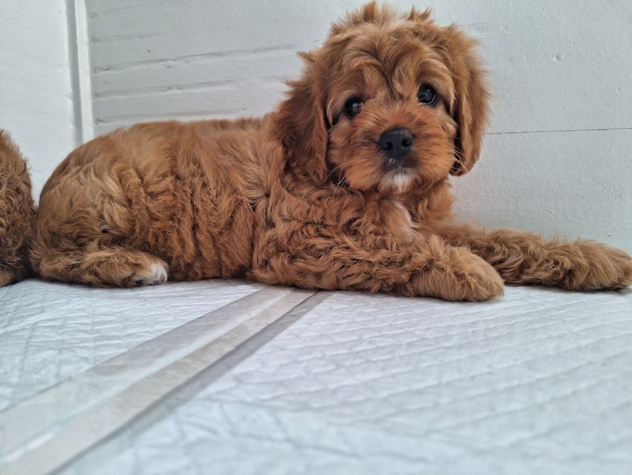 Cavapoo