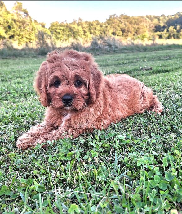 Cavapoo