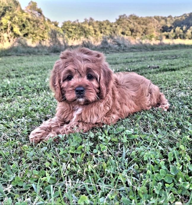 Cavapoo