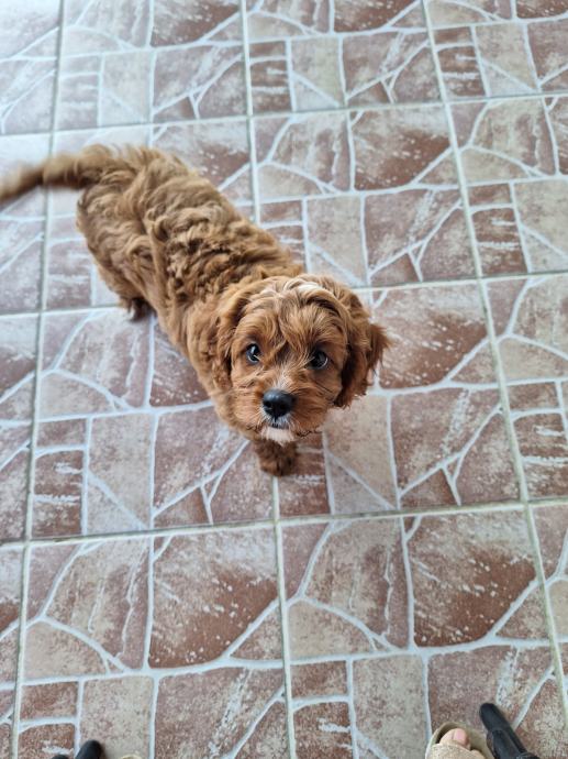 Cavapoo