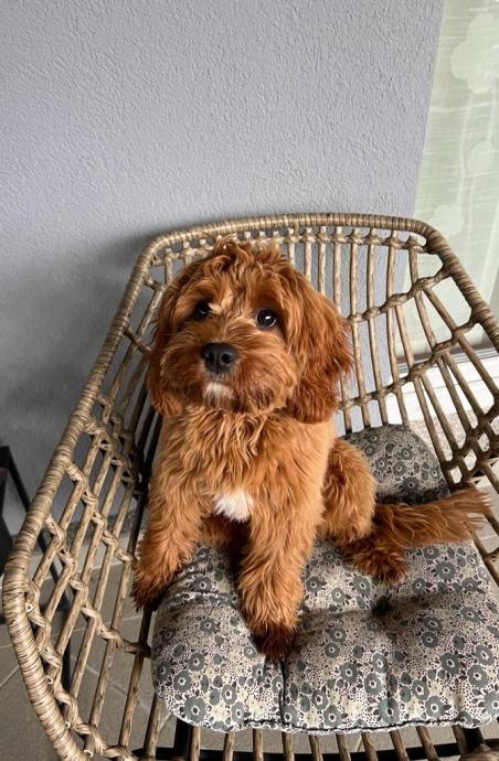 CAVAPOO