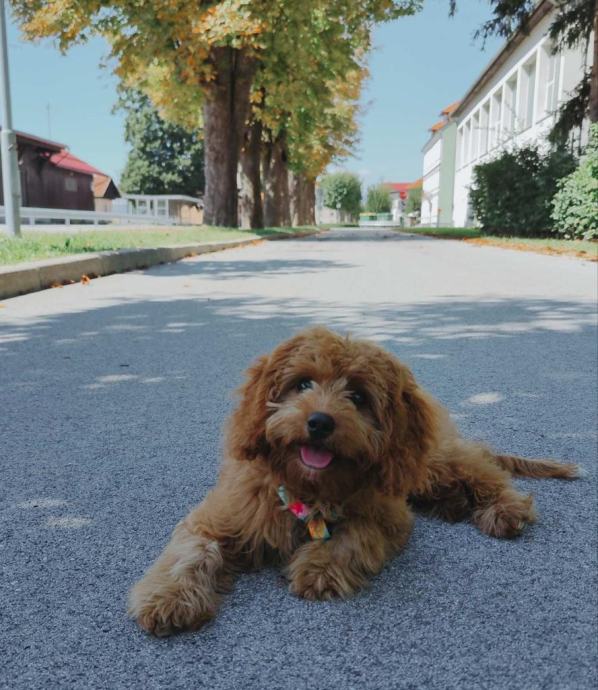 CAVAPOO
