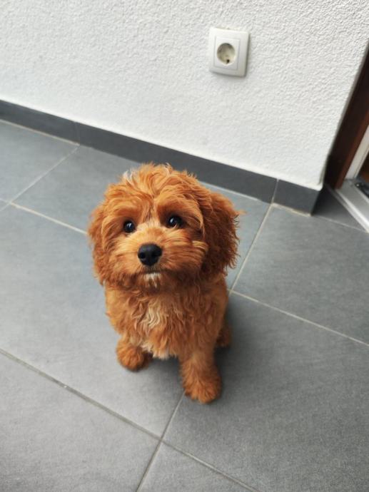 CAVAPOO