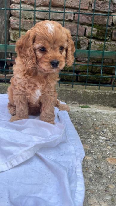 CAVAPOO