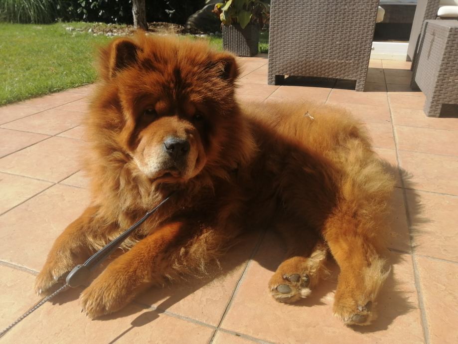 Chow chow za parjenje