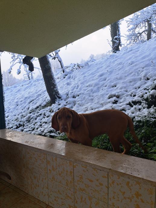 Naprodaj čistokrvni psički, pasma madžarska vižla