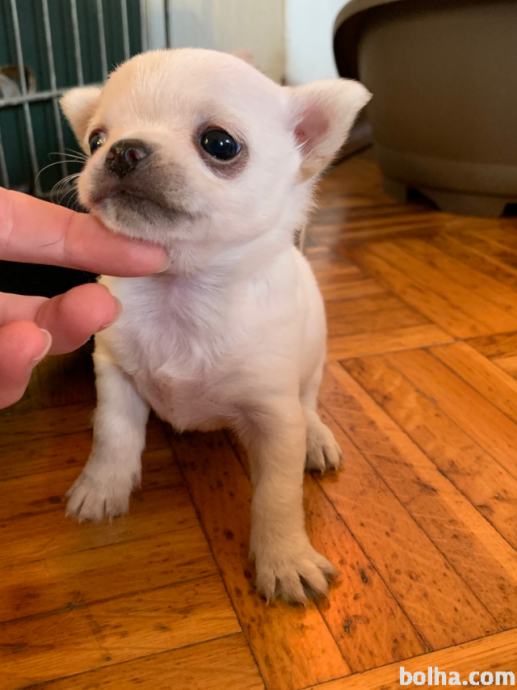 Čivava (chihuahua) mladiček samička prodam