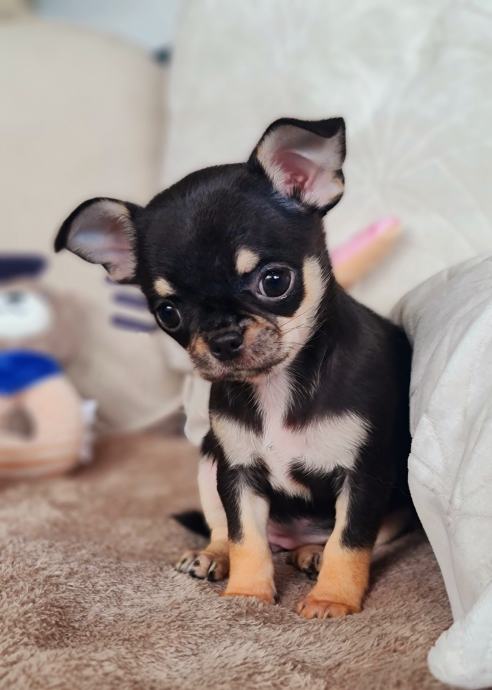 Čivava - chihuahua