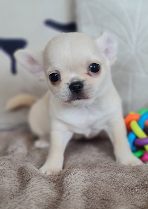 Čivava - chihuahua