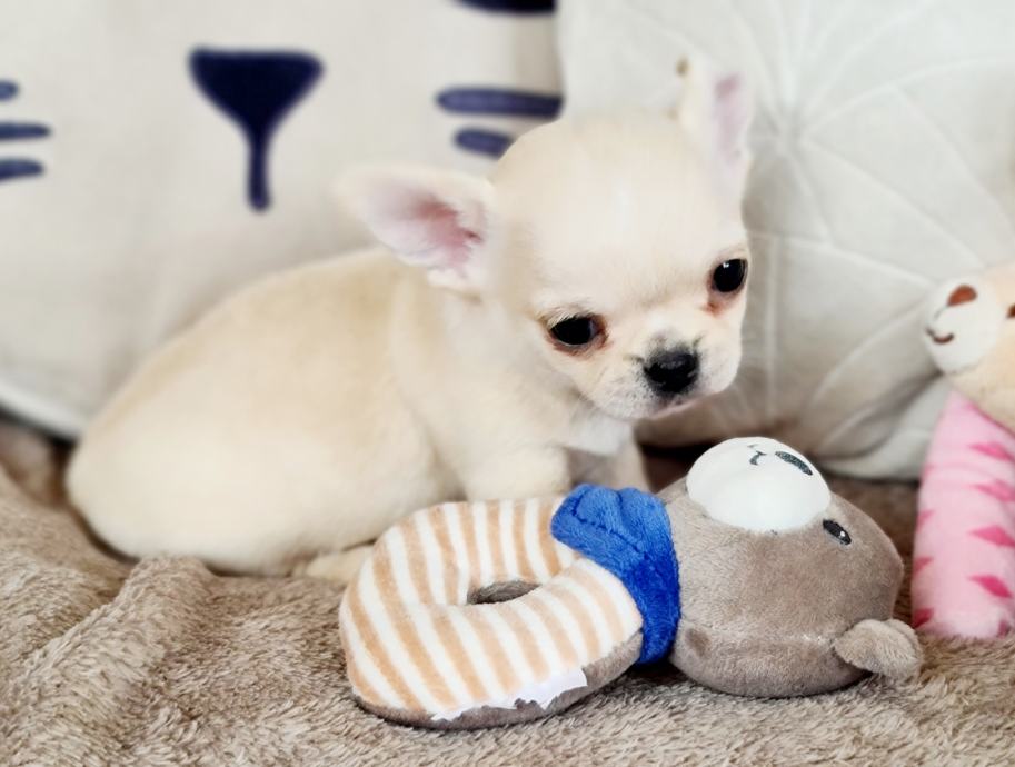 Čivava - chihuahua