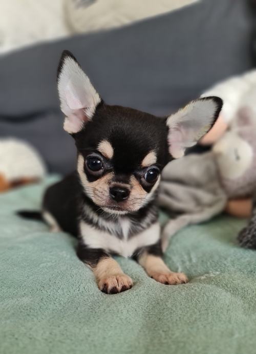 Čivava - chihuahua